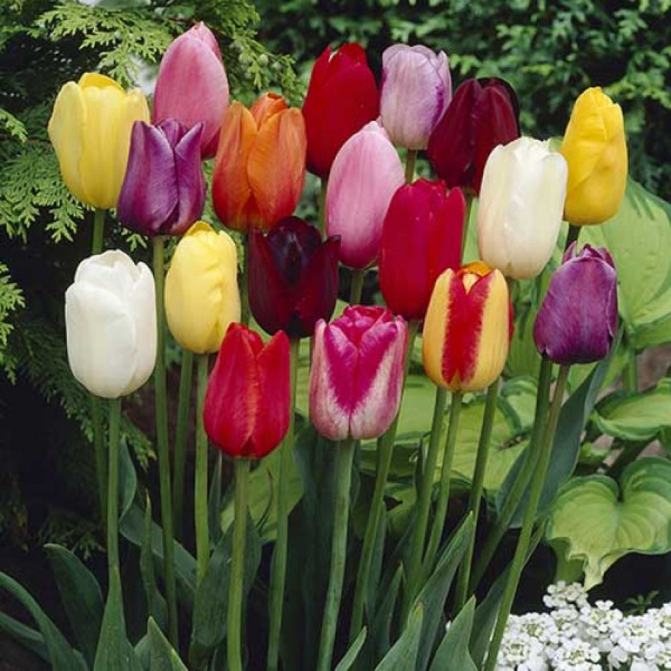 Pravo vrijeme za sadnju lukovica - Vijesti | Radio Televizija Budva - Budva Crna Gora