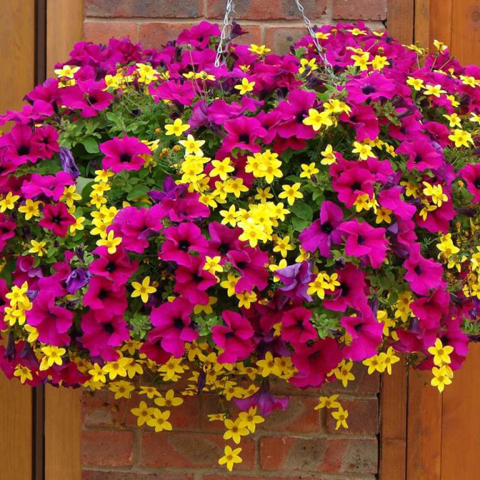 Evo zašto su petunije i surfinije kraljice balkona! - Vijesti | Radio ...