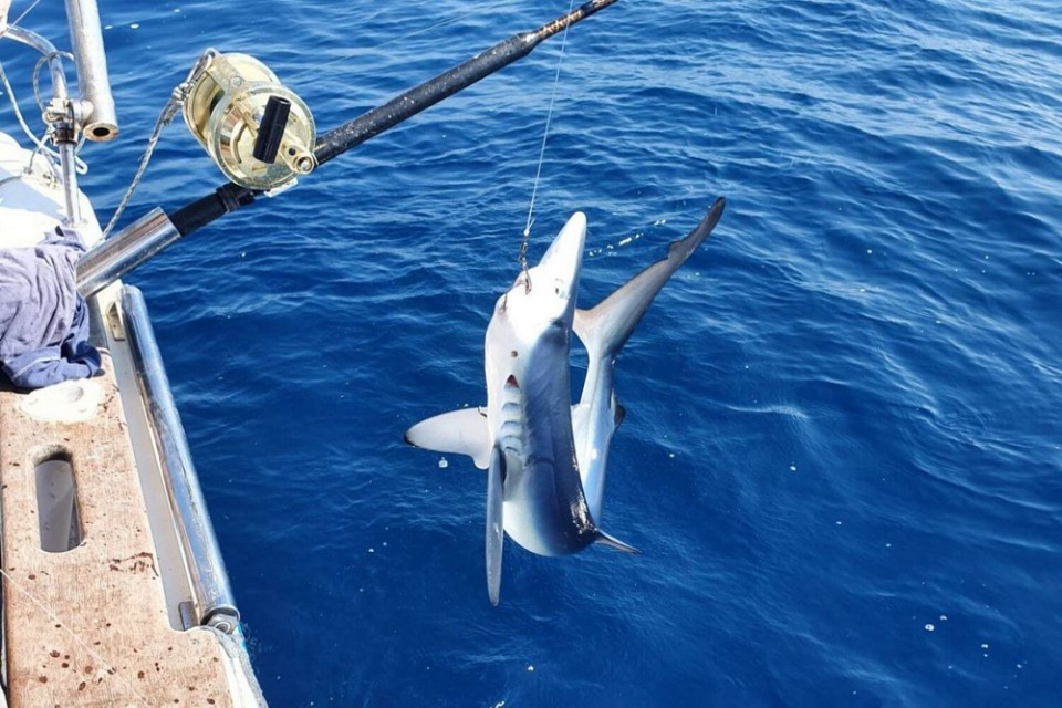 Rijetka vrsta ajkule – pješčani pas primijećena u našim vodama - Vijesti | Radio Televizija ...